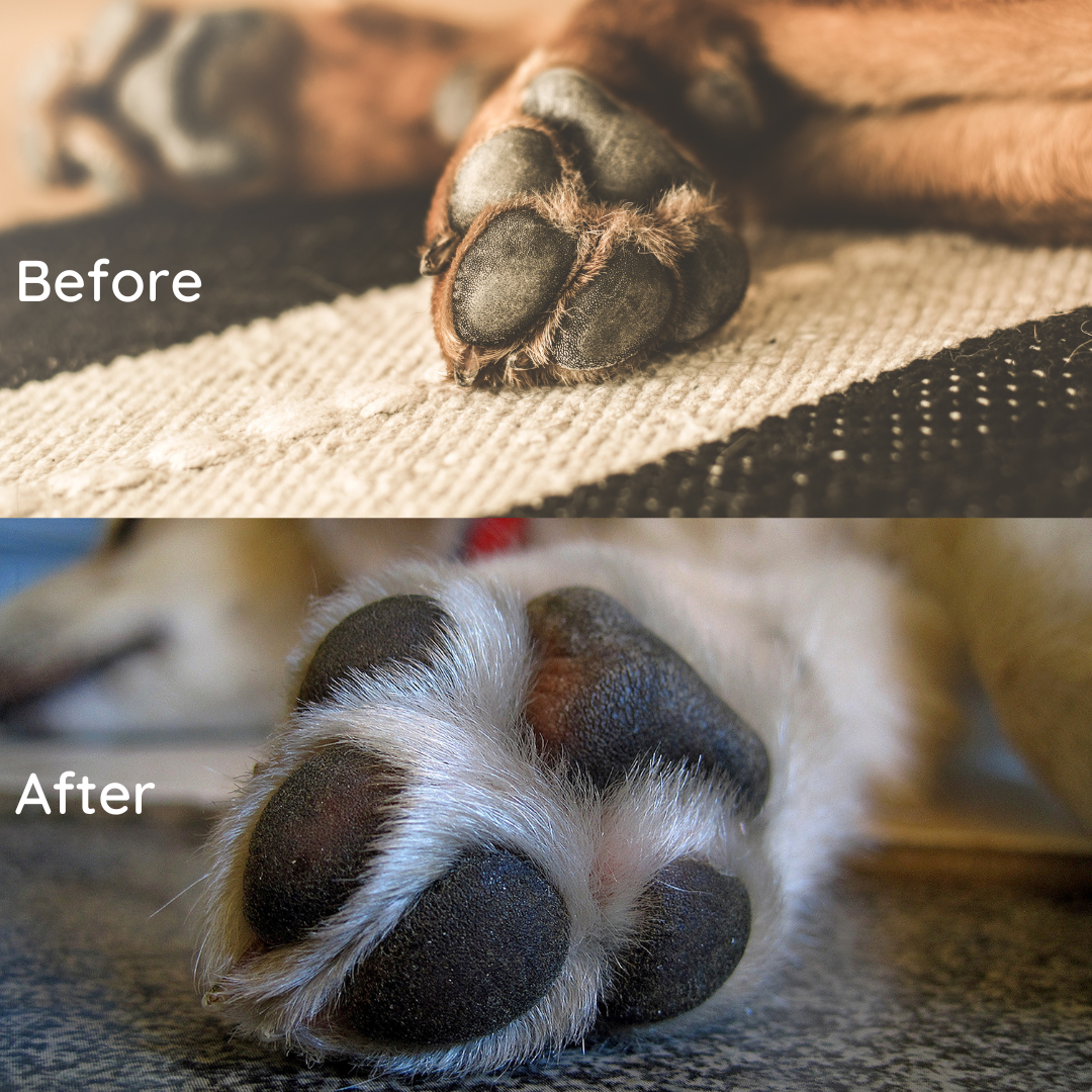 How to Treat Cracked Dog Paws with Paw Butter – Wag wonders