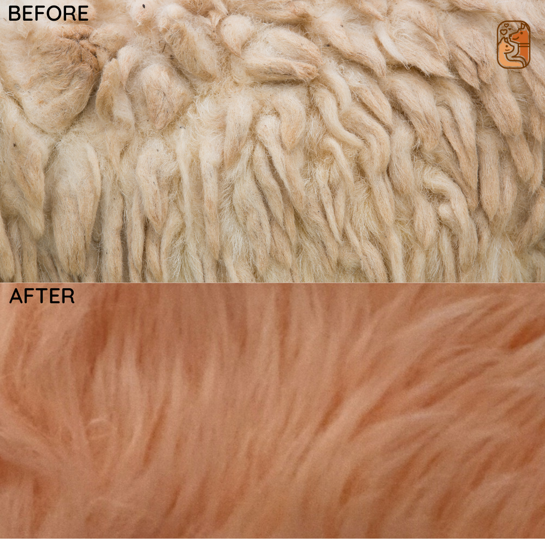 Why Dogs Get Matted Fur and How to Prevent It – Wag wonders