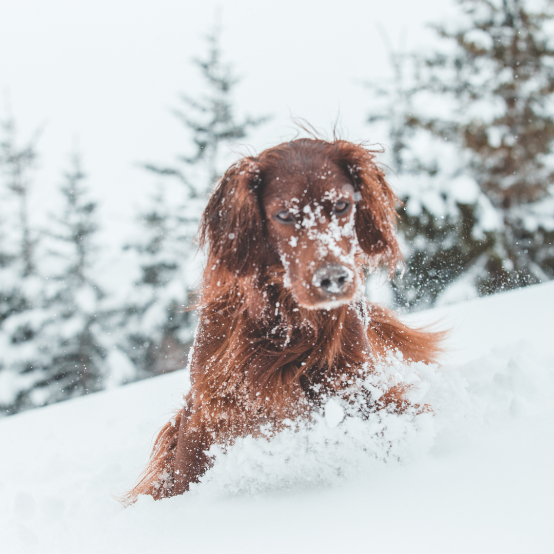 Winter Grooming: Why Your Dog Needs a Prebiotic Boost – Wag wonders