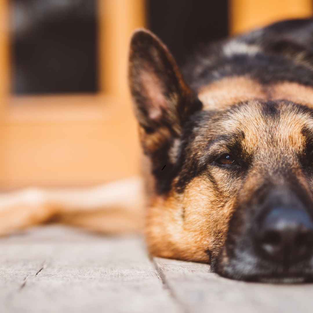 How to Keep Your Pet’s Skin Microbiome Balanced Naturally – Wag wonders