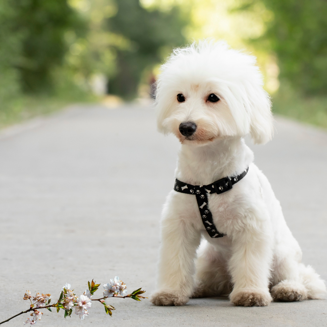 The Science of Skin Microbiome in Dogs: Why It Matters – Wag wonders