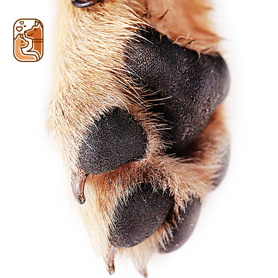 Why Dry Paws Need More Than Just Moisturization – Wag wonders