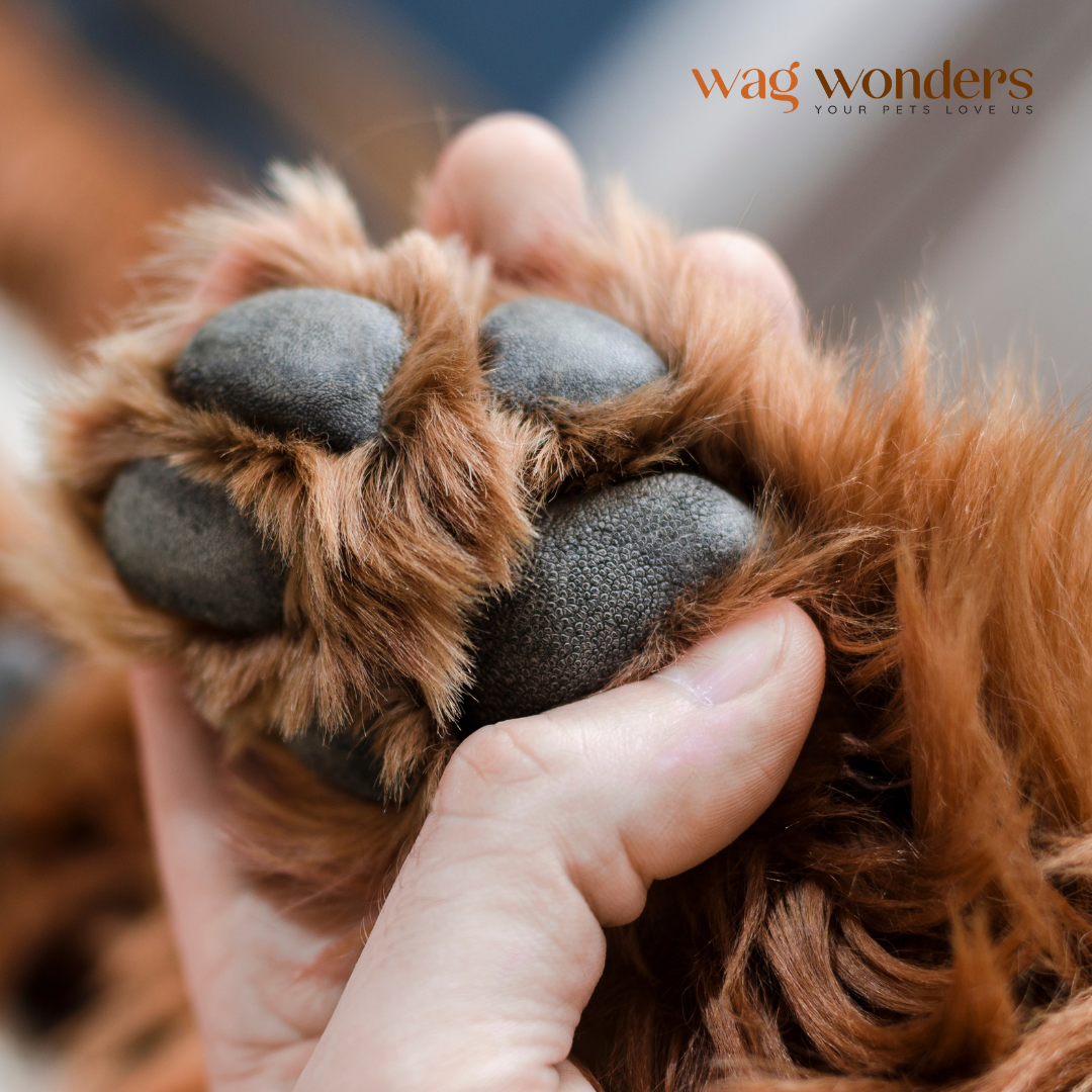 Why Your Dog’s Paws Need Prebiotic Care Too – Wag wonders