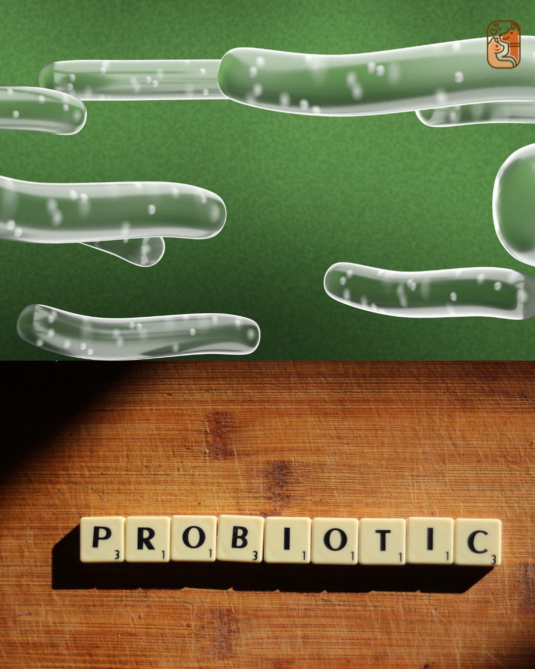 The Science Behind Probiotics and Their Impact on Dog Skin – Wag wonders