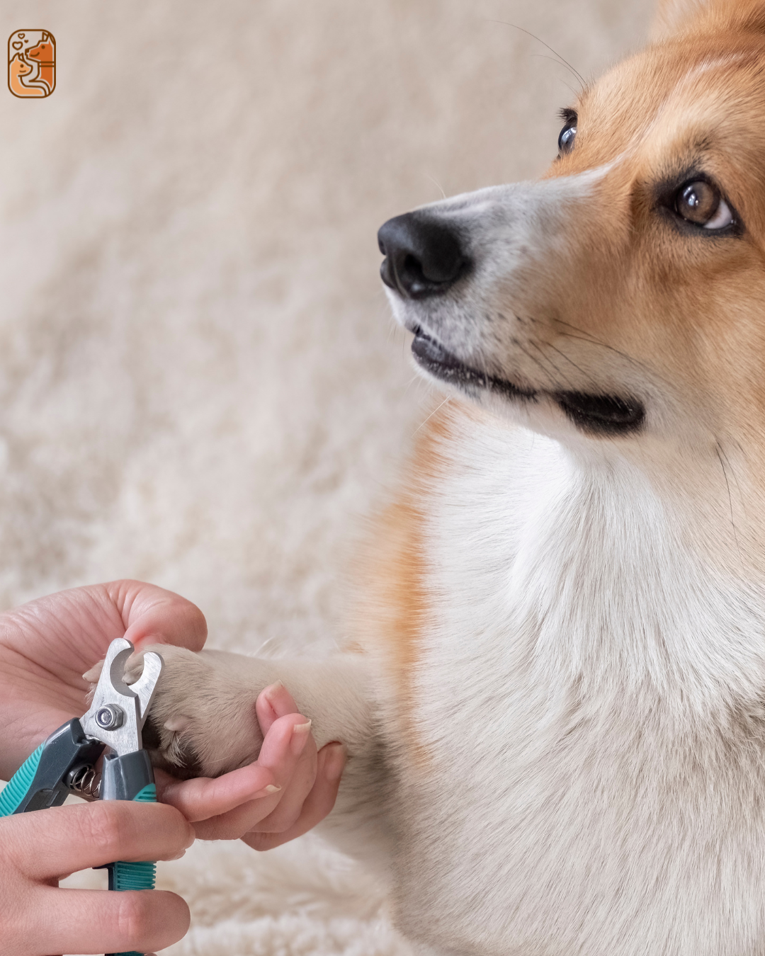 How to Keep Your Dog’s Nails Healthy and Strong – Wag wonders