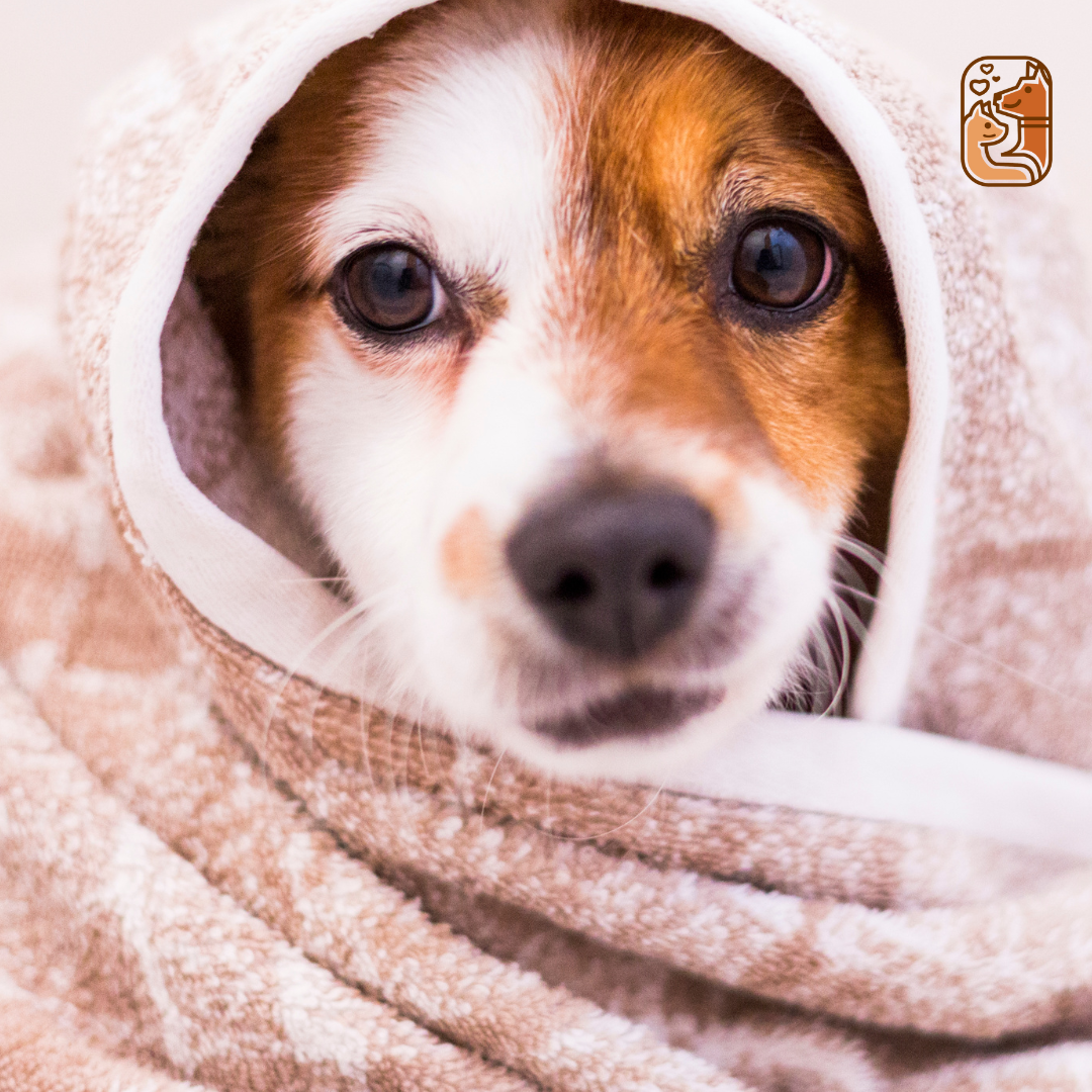 How to Create a Spa Day for Your Dog at Home – Wag wonders