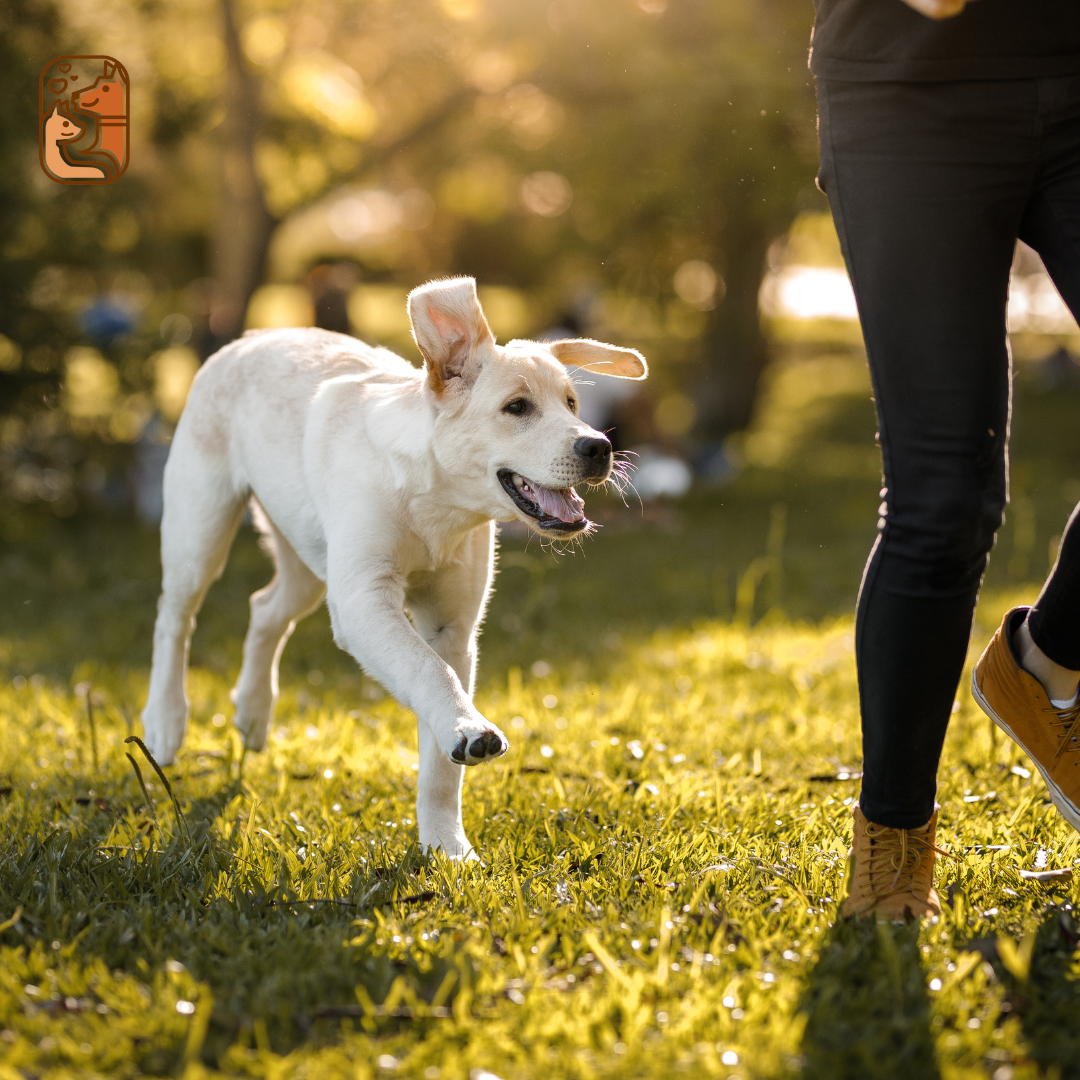 Why Dogs Need Paw Butter in Summer – Wag wonders