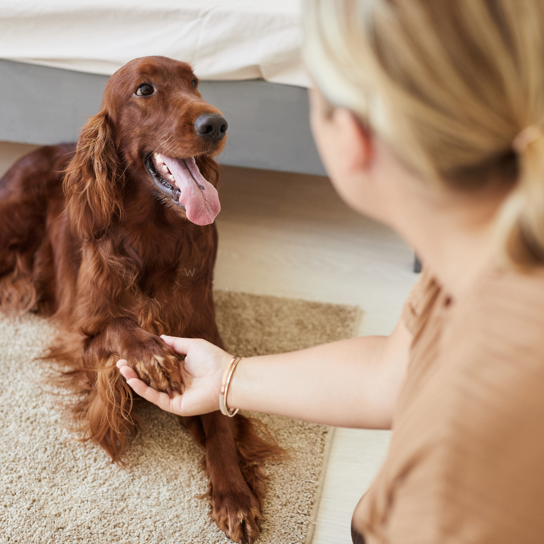 5 Ways Paw Butter Helps Dogs with Sensitive Skin – Wag wonders